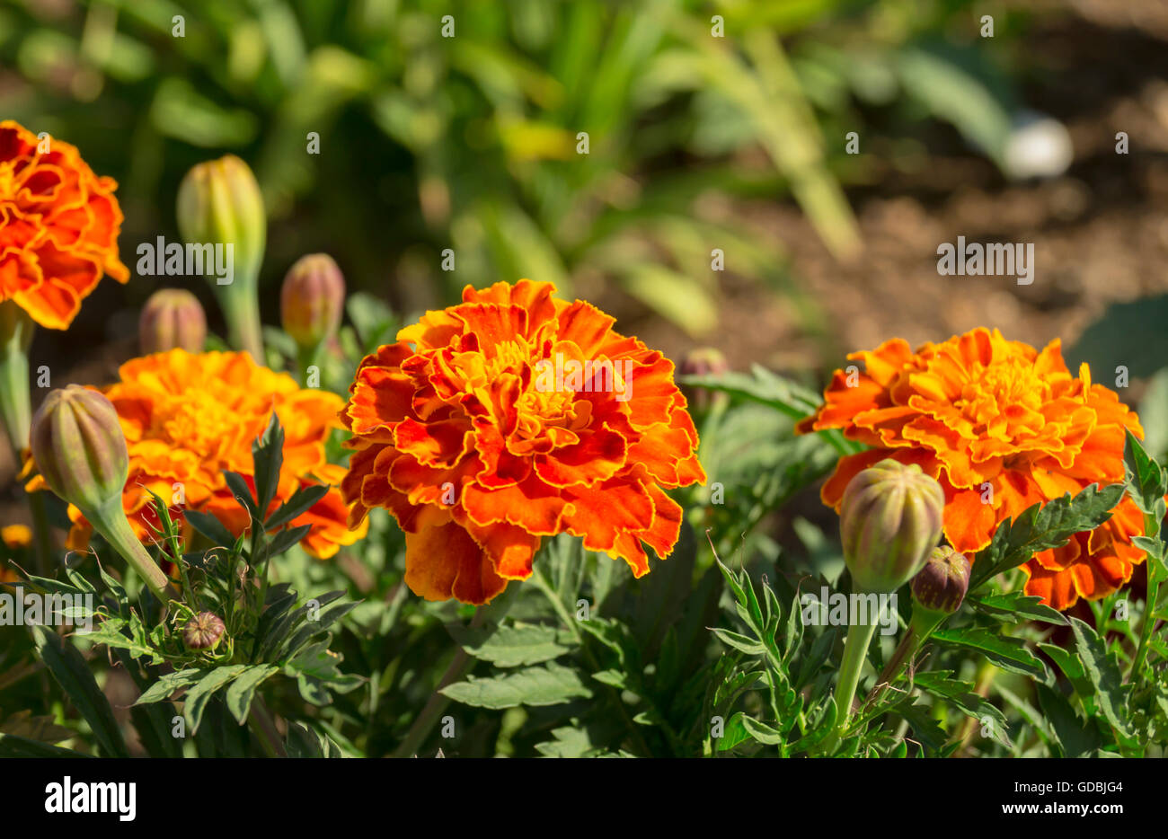 Bright red flower grows on flowerbed on background of the green herb ...