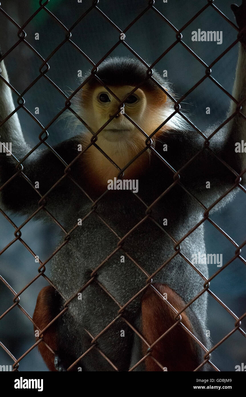 Captive monkey, Bangkok zoo, Thailand Stock Photo - Alamy
