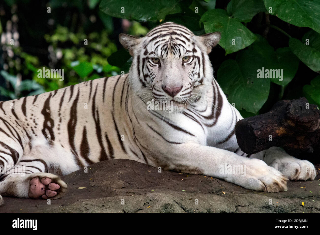 White Tiger, Bangkok Zoo, Bangkok, Thailand Stock Photo - Alamy