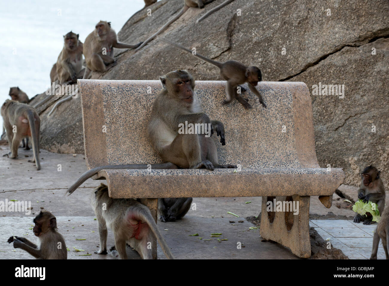 Monkeys at Khao Takiab mountain, Hua Hin, Thailand Stock Photo - Alamy