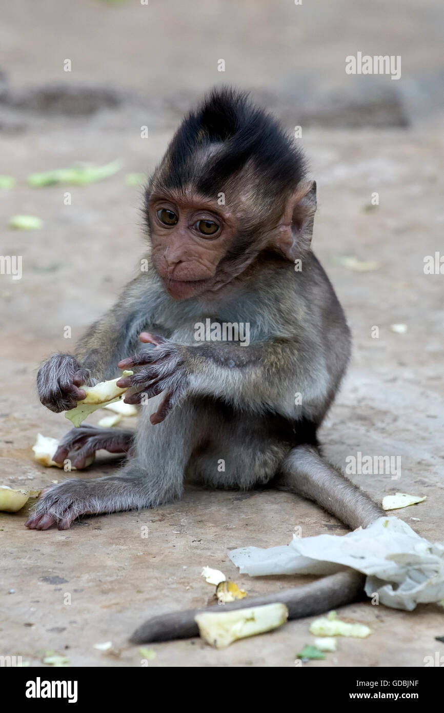 Monkeys at Khao Takiab mountain, Hua Hin, Thailand Stock Photo - Alamy