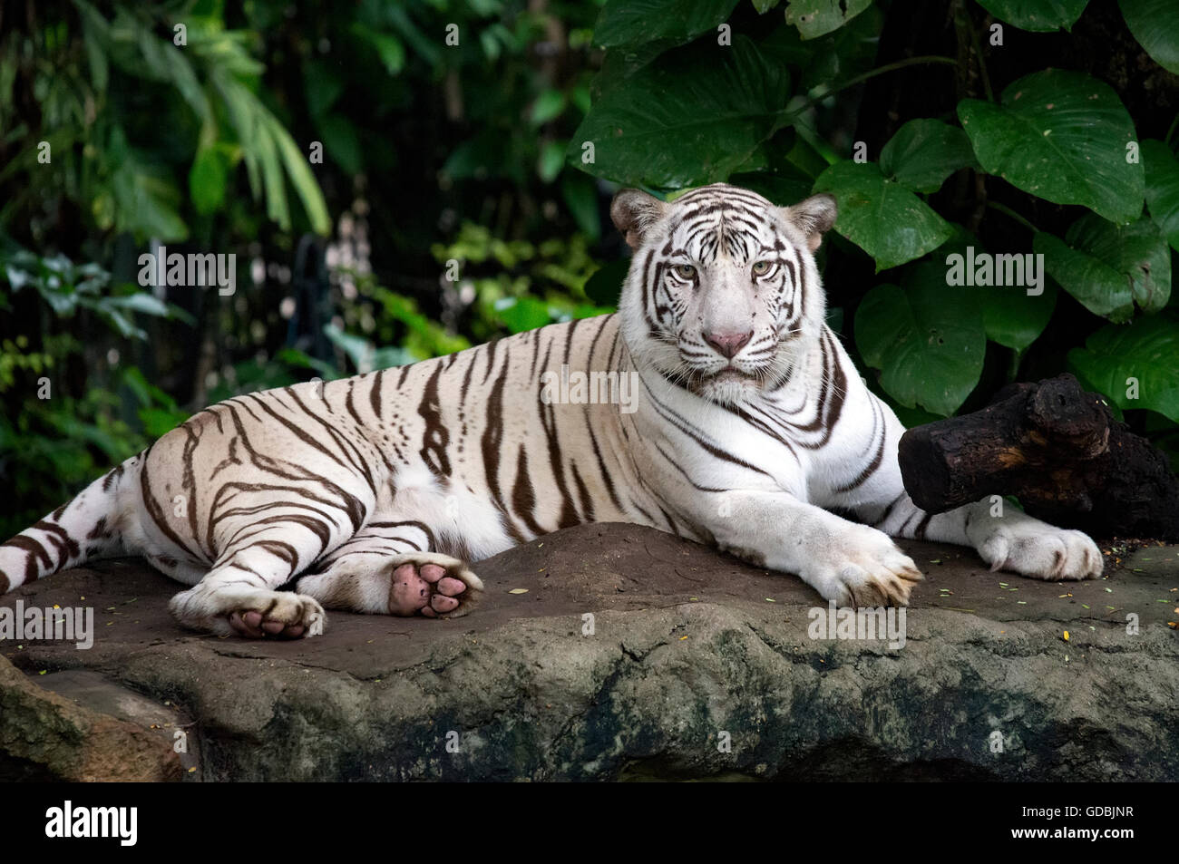 White Tiger, Bangkok Zoo, Bangkok, Thailand Stock Photo - Alamy