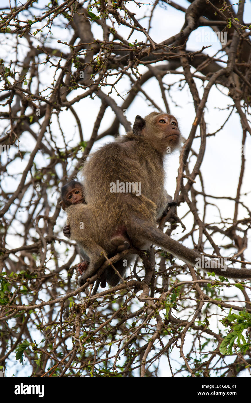 Monkeys at Khao Takiab mountain, Hua Hin, Thailand Stock Photo - Alamy