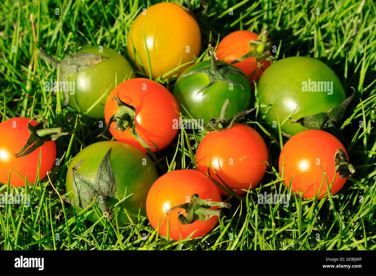 Colorful fresh tomatoes outside Stock Photo - Alamy