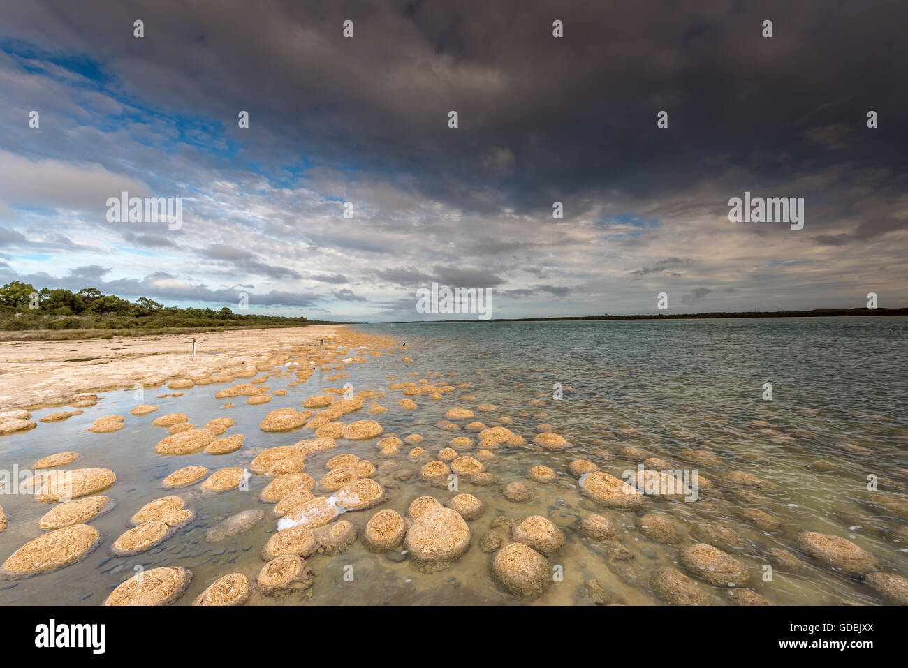 Lake Clifton's thrombolites are very fragile, so an observation walkway ...
