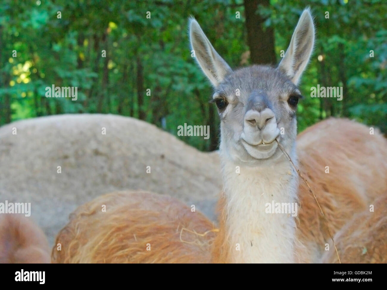 Llama at zoo hi-res stock photography and images - Alamy