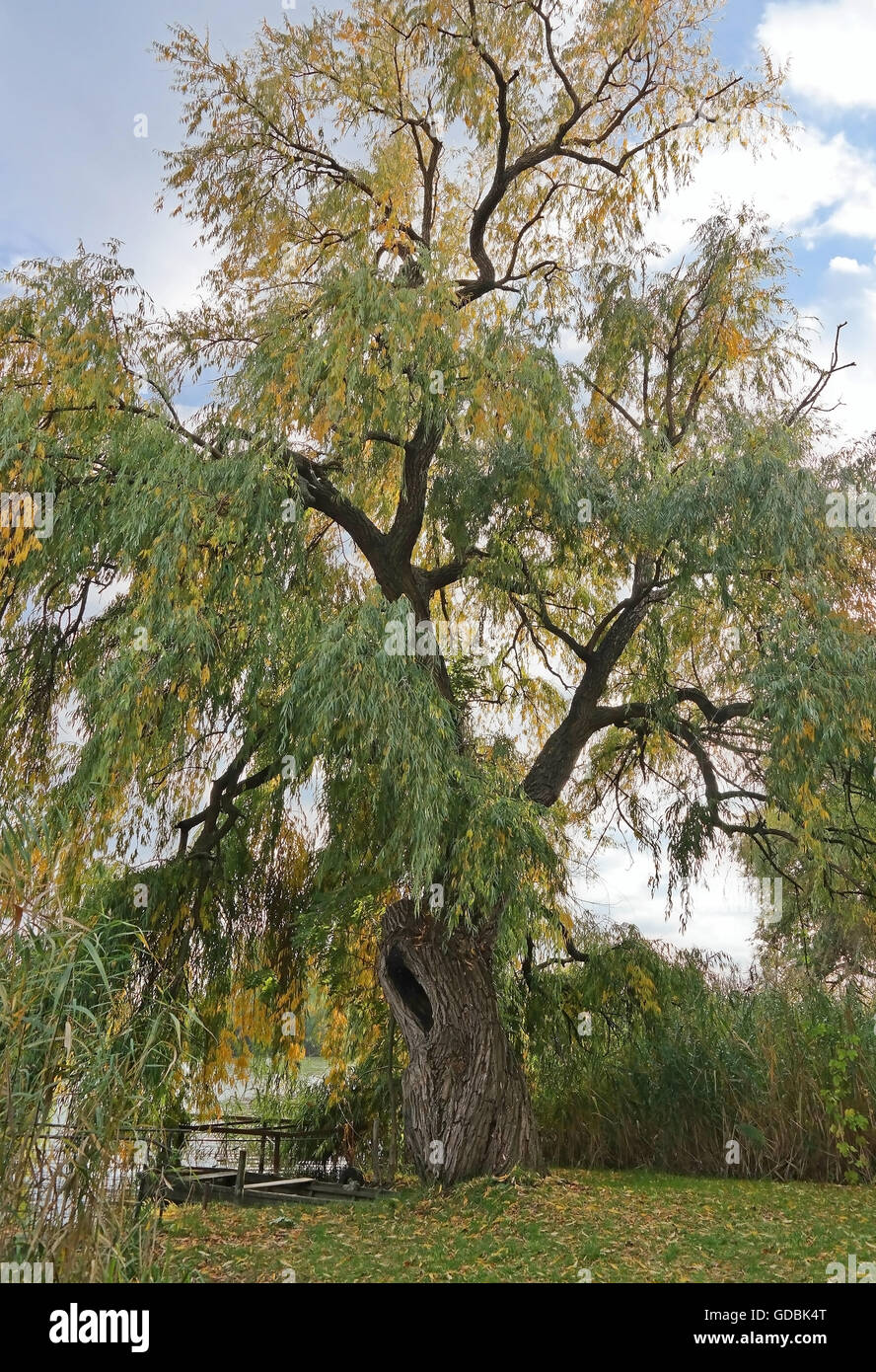An old willow tree with a huge hollow Stock Photo - Alamy