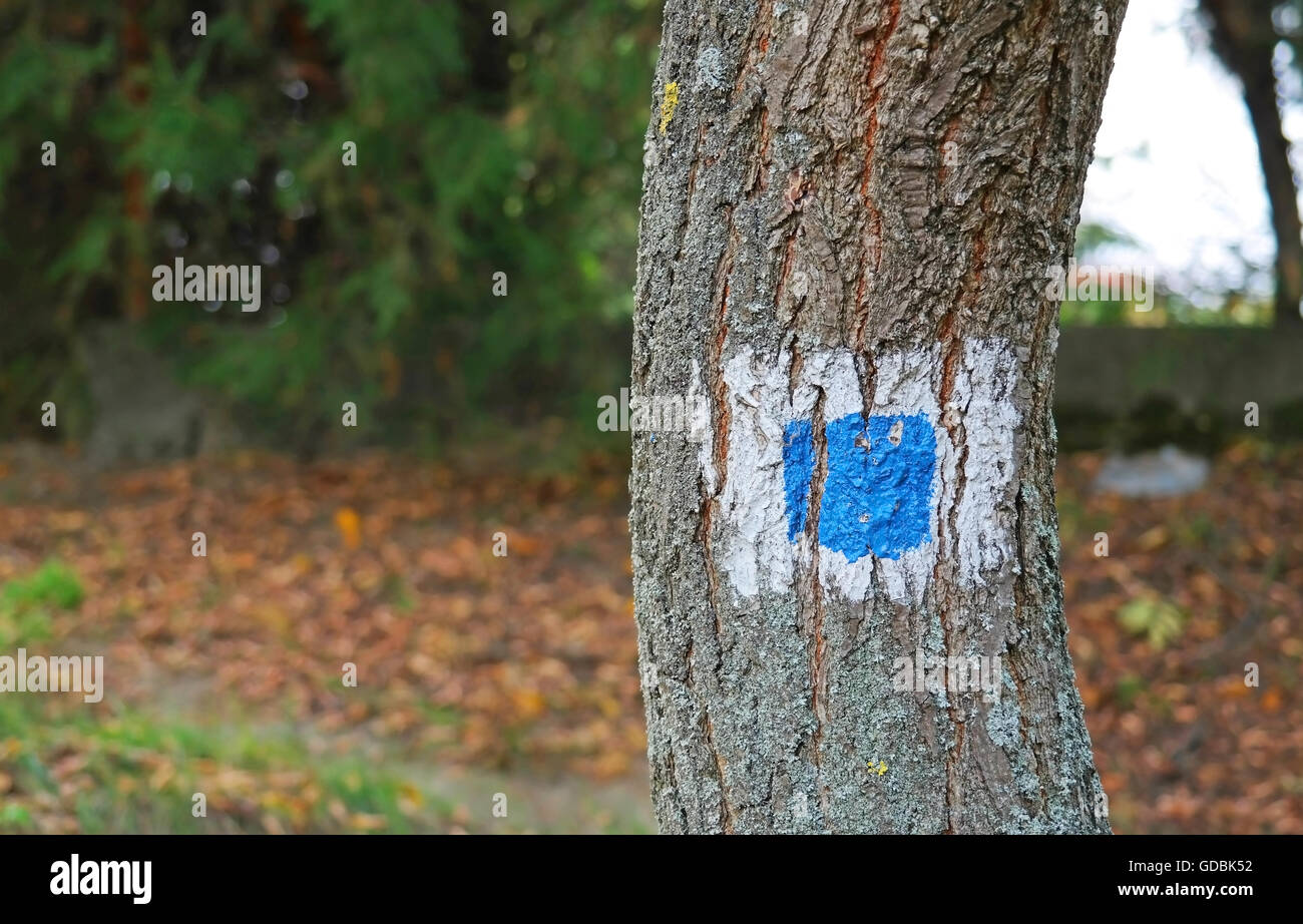 Blue colored hiking trail on a tree Stock Photo - Alamy