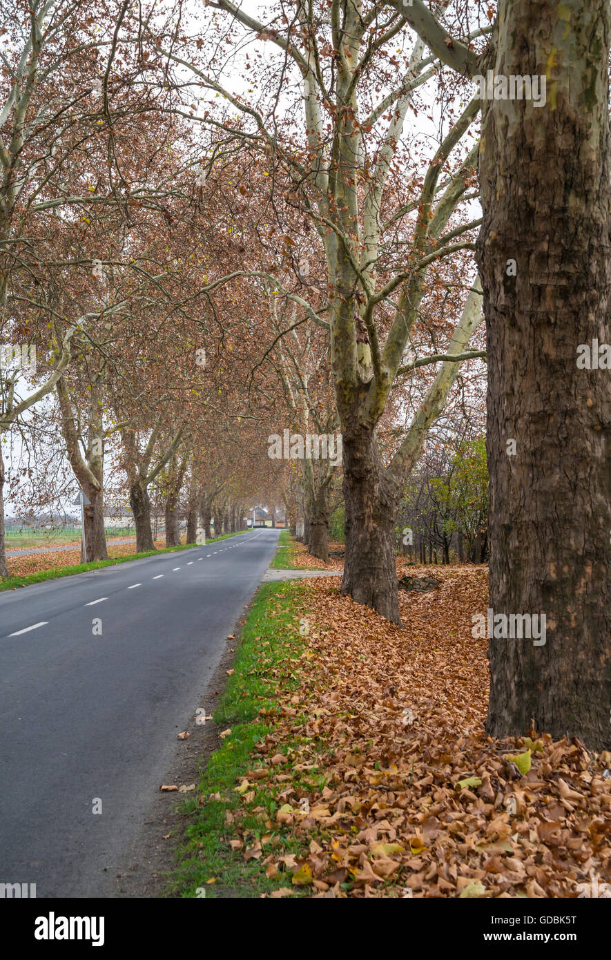 Road under sycamore trees Stock Photo - Alamy