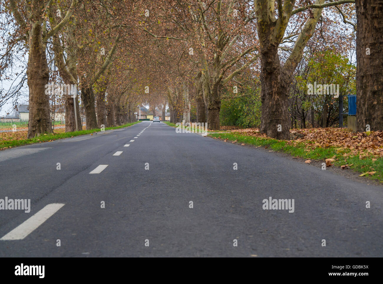 Sycamore road hi-res stock photography and images - Alamy