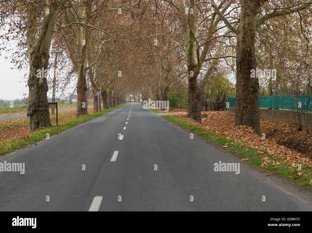 Road under sycamore trees Stock Photo - Alamy