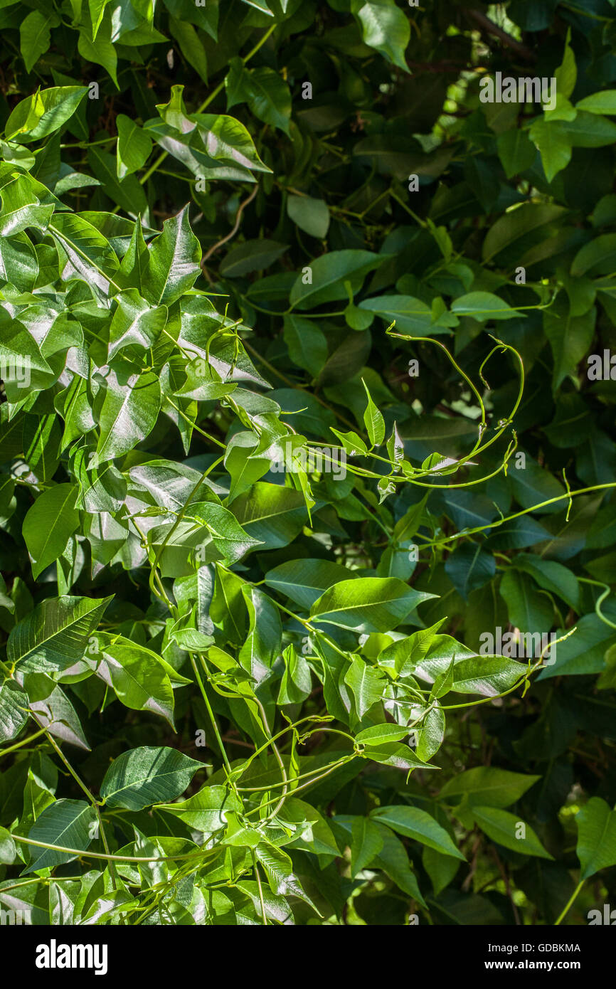 Silkvine periploca graeca hi-res stock photography and images - Alamy