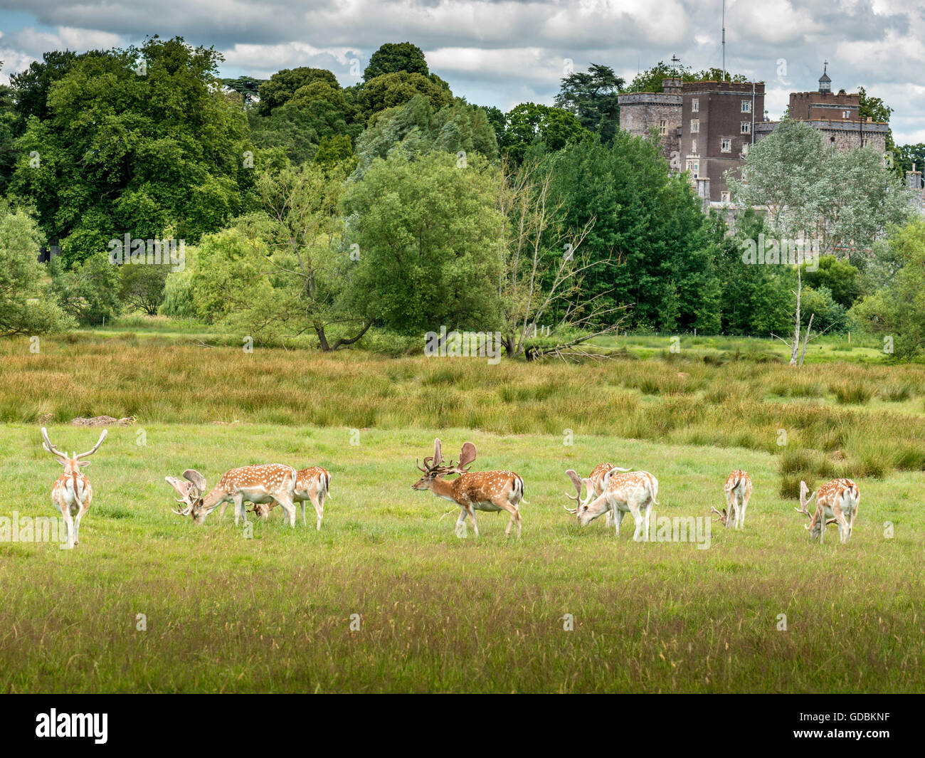 Herd of Fallow Deer (Dama dama), grazing, relaxing and keeping cool in ...