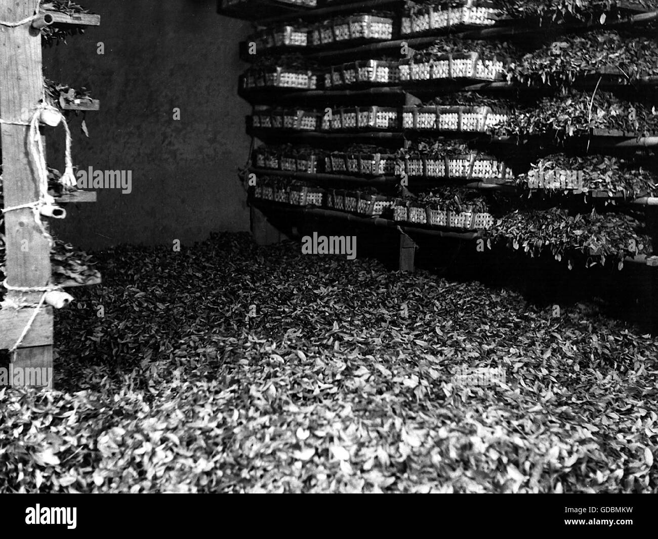 food and beverages, tea, tea production process, drying room for tea ...
