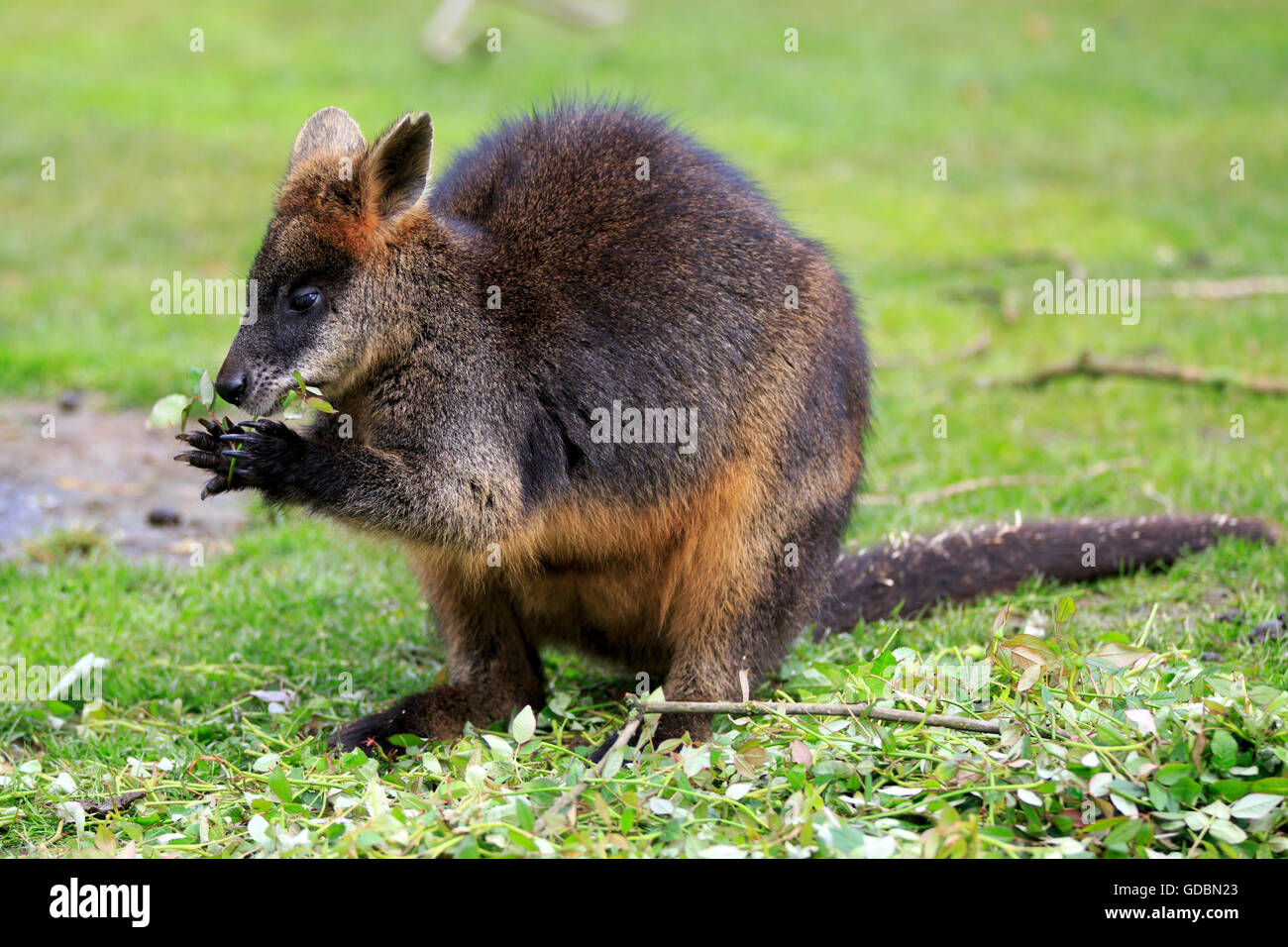 Red necked wallabies macropus rufogriseus hi-res stock photography and ...