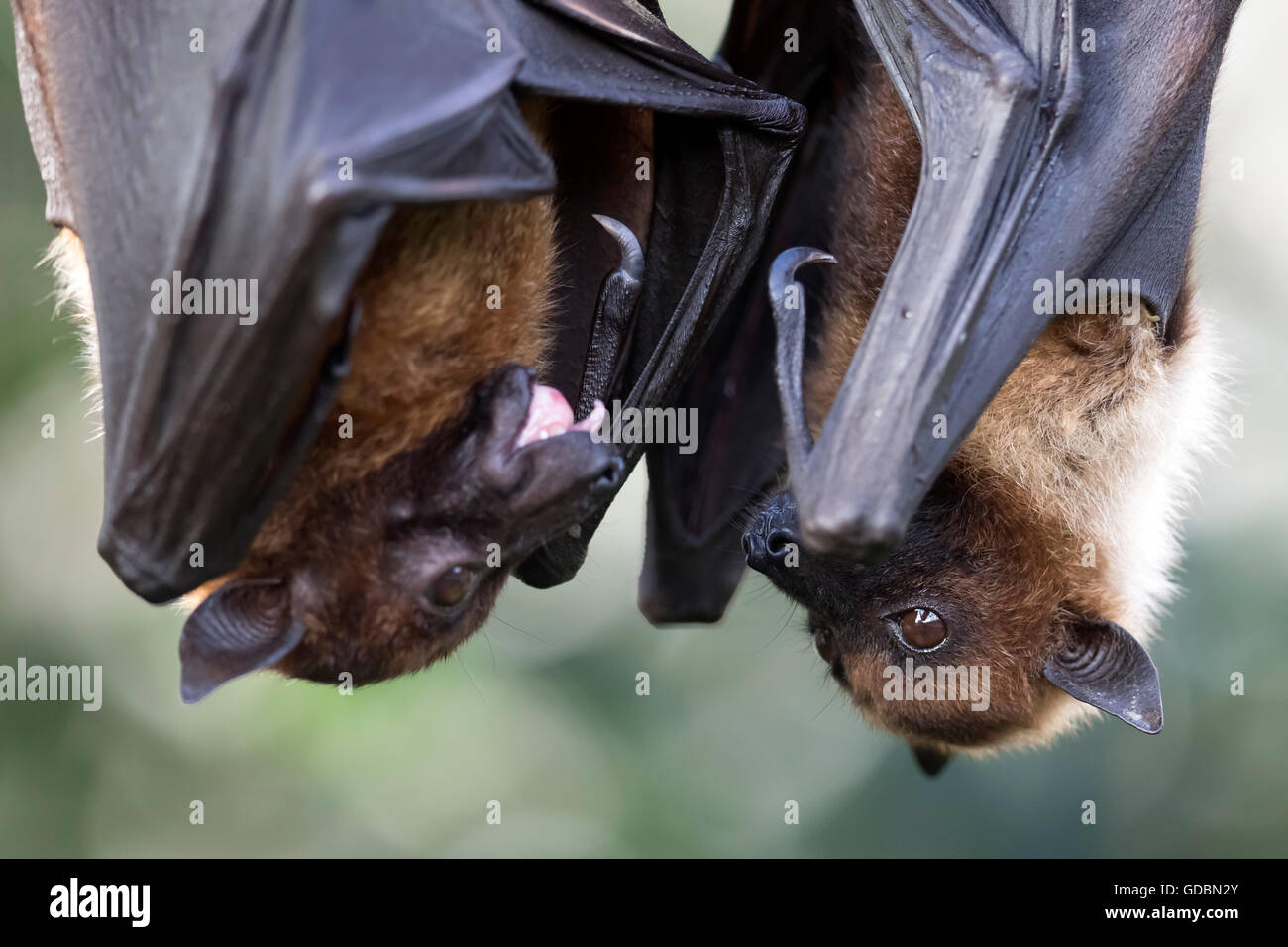 Indian Flying Fox, (Pteropus giganteus), captive Stock Photo - Alamy