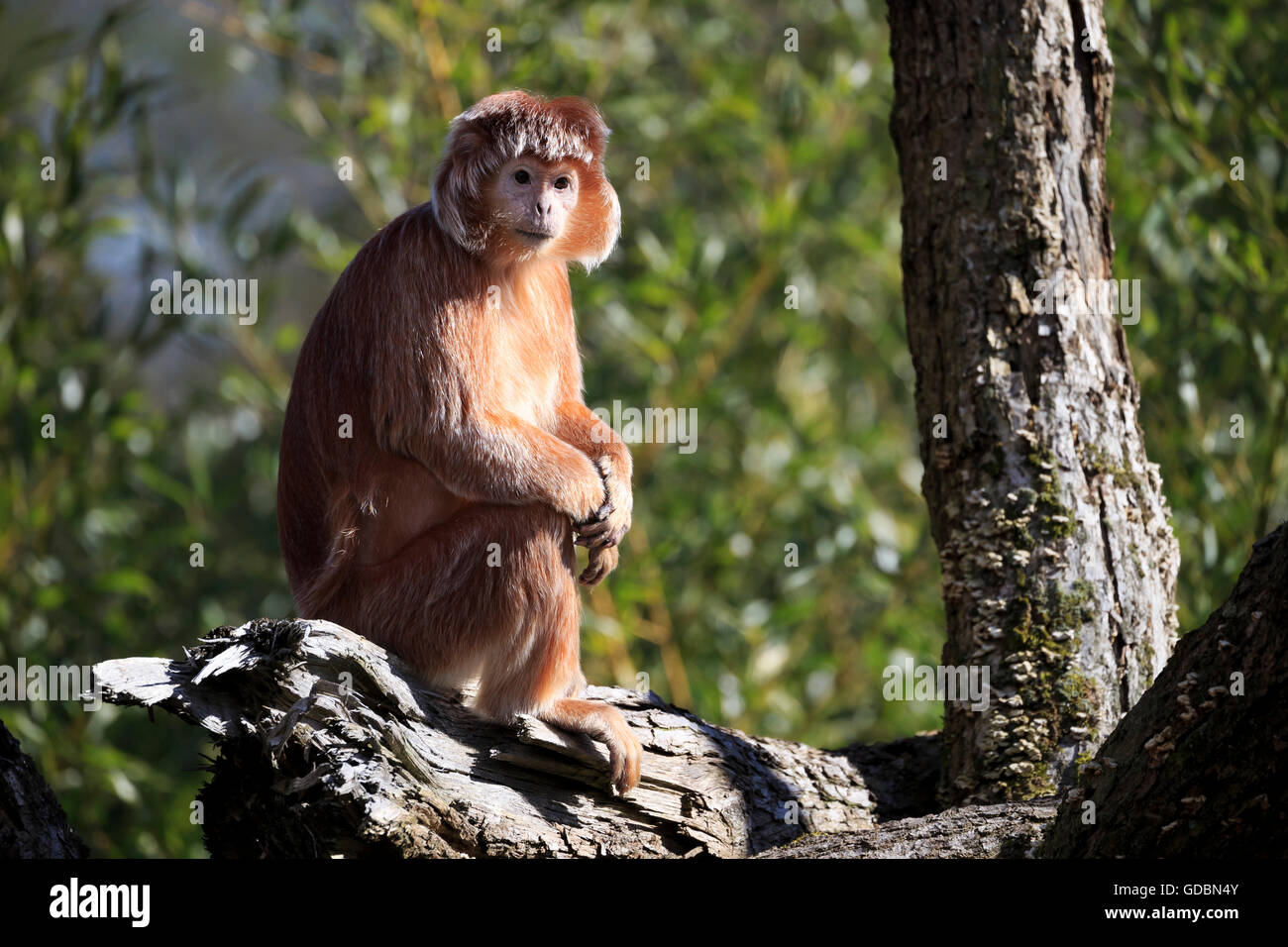 Javan langur, (Trachypithecus auratus), captive Stock Photo - Alamy