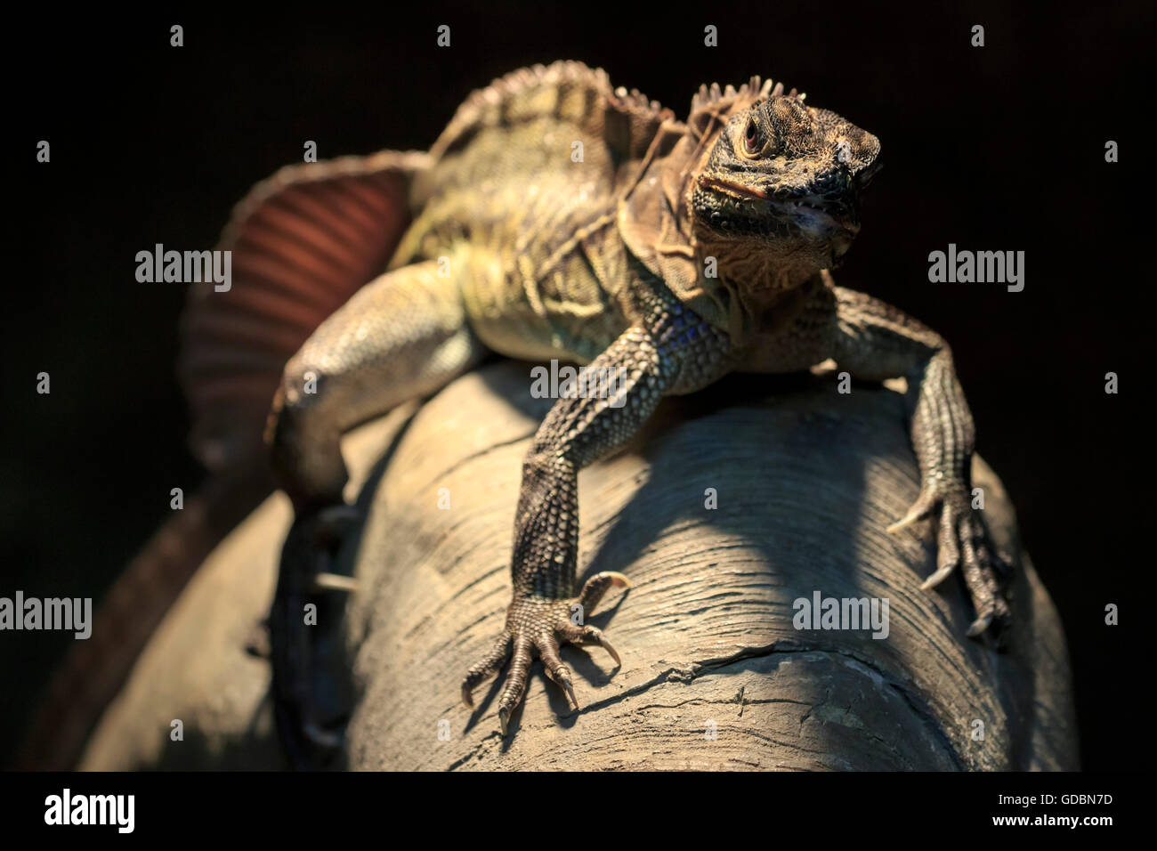 crested lizard, (Hydrosaurus pustulatus), captive Stock Photo - Alamy