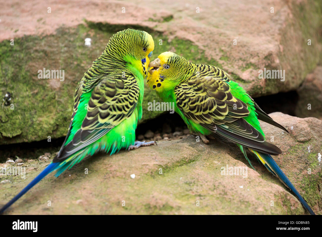 Budgerigar, (Melopsittacus undulatus), captive Stock Photo - Alamy