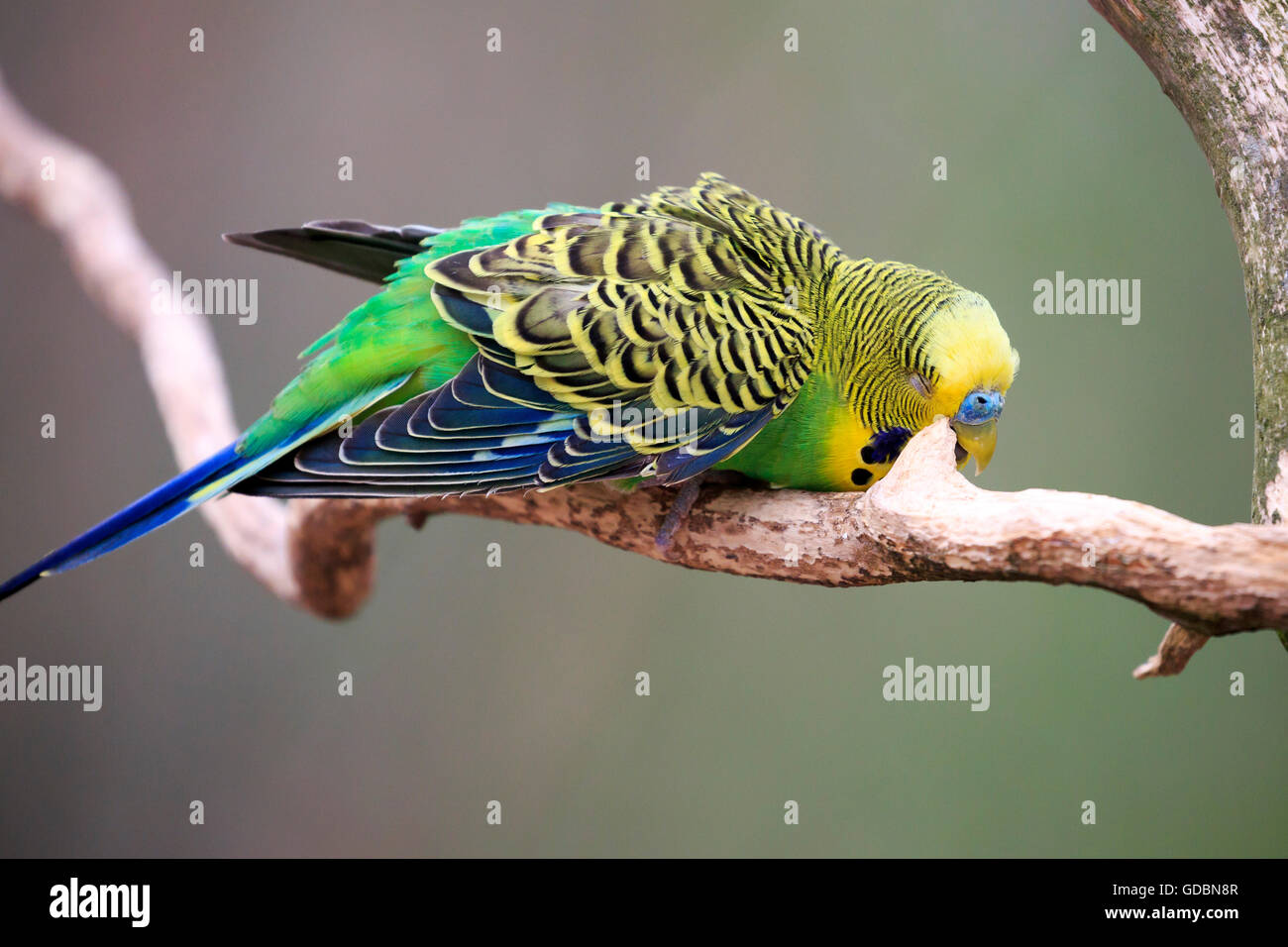 Shell parakeet parrot hi-res stock photography and images - Alamy