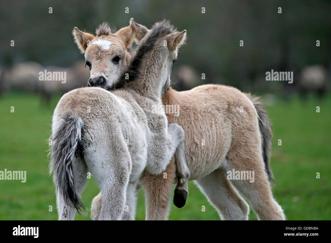 Dulmen wild ponies hi-res stock photography and images - Alamy