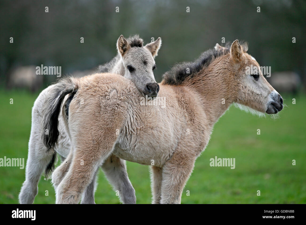 Dulmen wild ponies hi-res stock photography and images - Alamy
