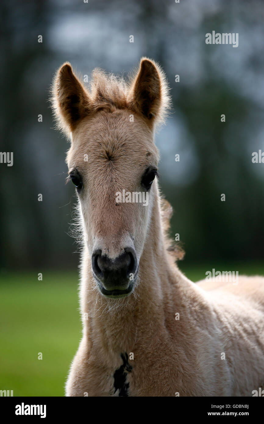 Wild horse Duelmen Duelmen, Nordrhein-Westfalen, Germany Stock Photo ...
