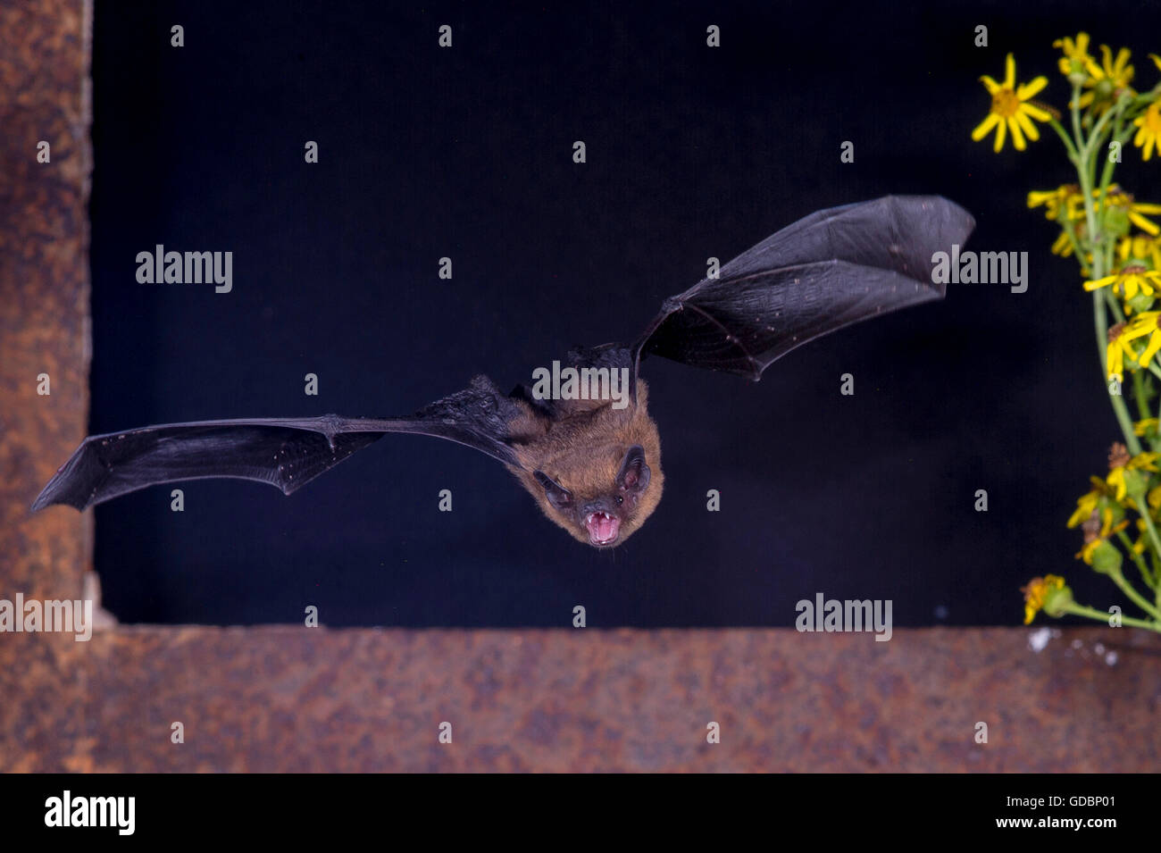 Common Pipistrelle In Flight High Resolution Stock Photography and ...