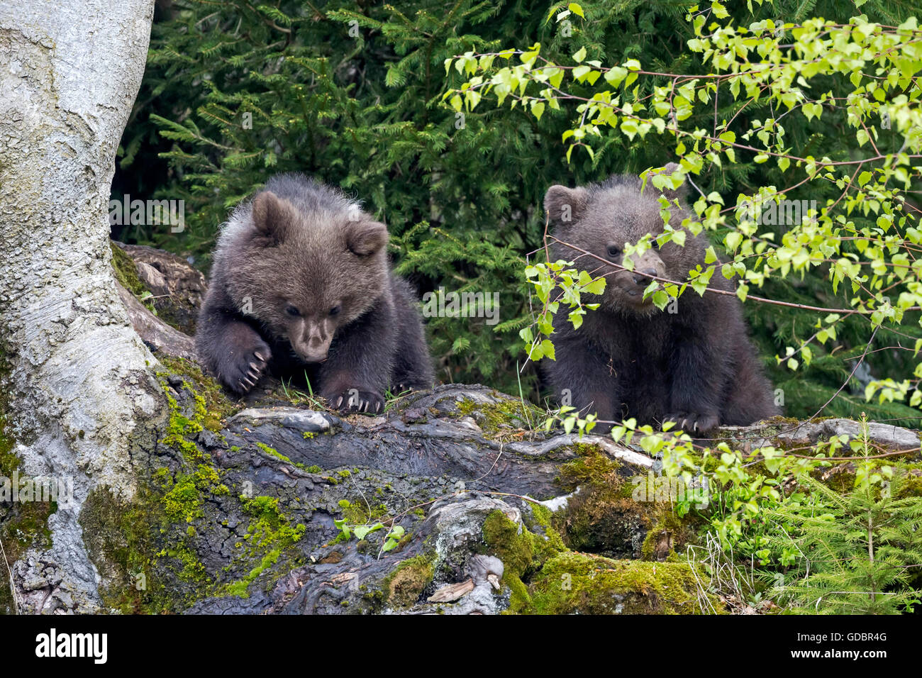 Brown Bear, (Ursus arctos), cubs, Germany, Bavarian, Nationalpark ...