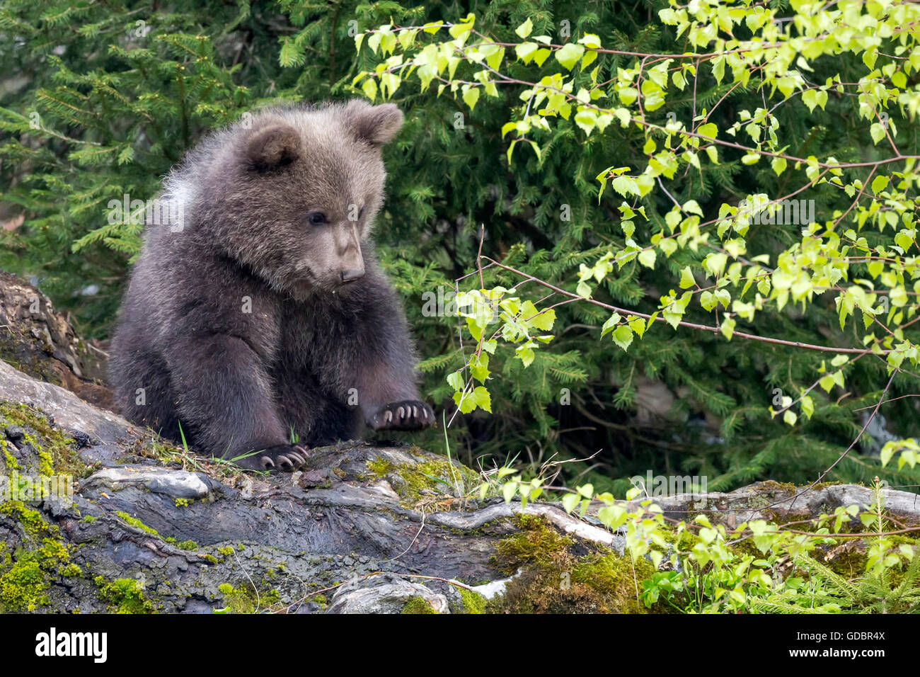 Brown Bear, (Ursus arctos), cub, Germany, Bavarian, Nationalpark ...