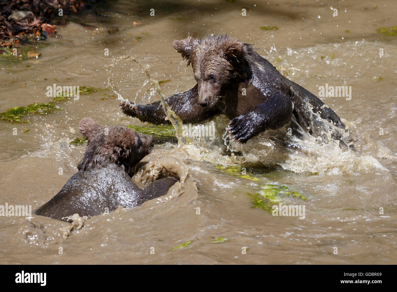 Brown Bear, (Ursus arctos), cub, Germany, Bavarian, Nationalpark ...