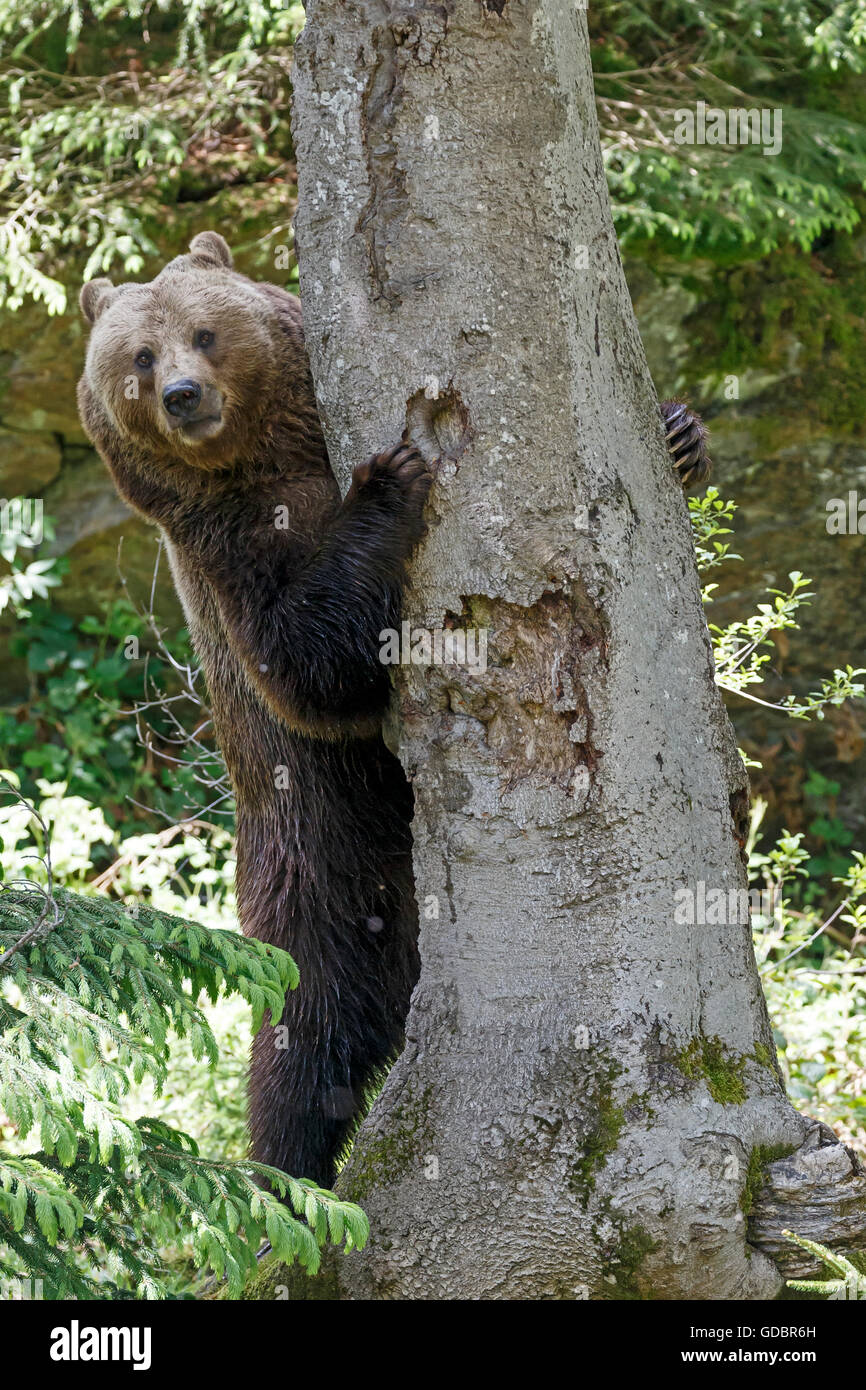 Brown Bear, (Ursus arctos), captive, Germany, Bavarian, Nationalpark ...