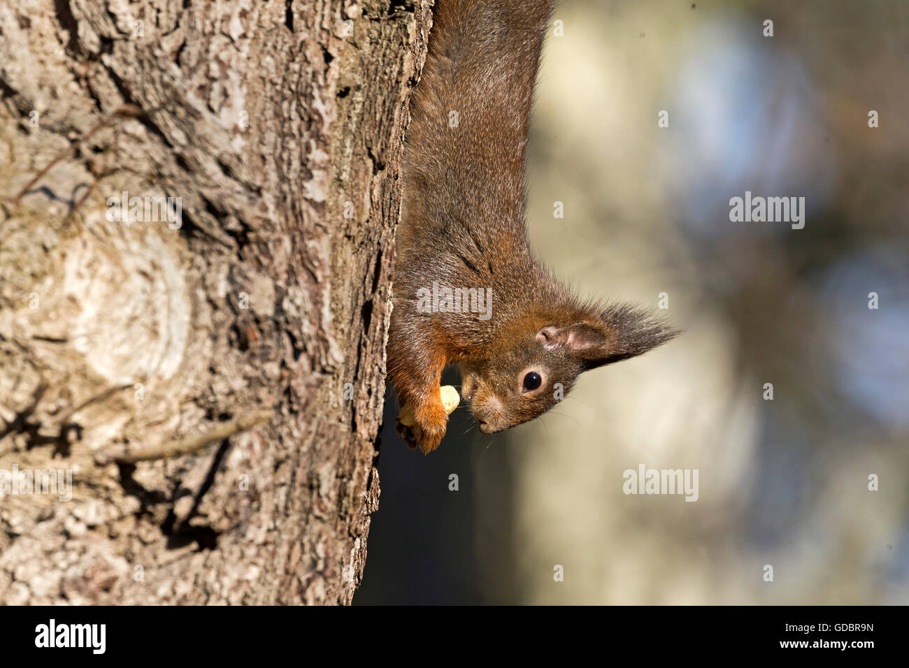 Red Squirrel, (Sciurus vulgaris), Germany, wildlife Stock Photo - Alamy