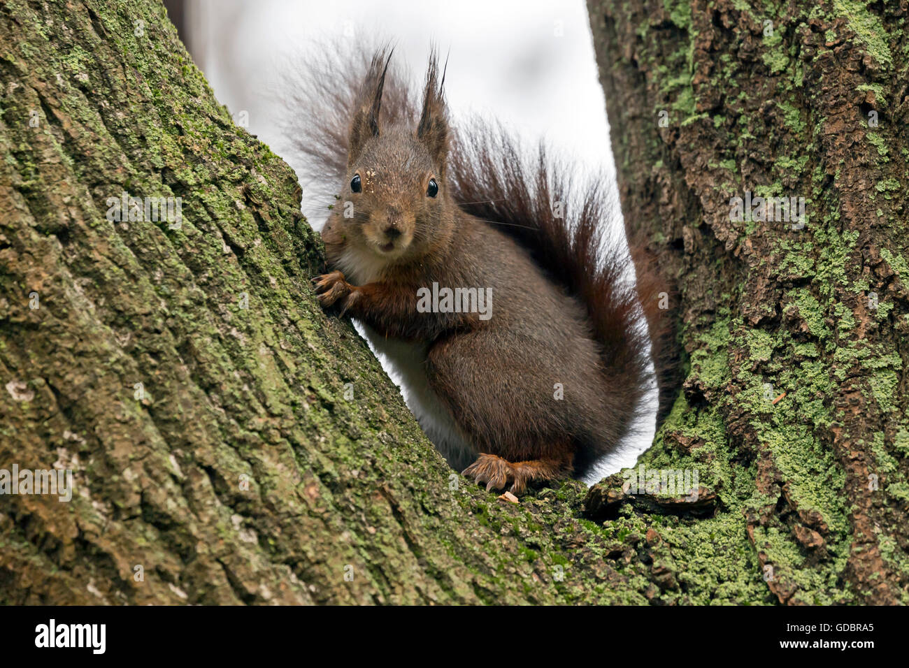 Red Squirrel, (Sciurus vulgaris), Germany, wildlife Stock Photo - Alamy
