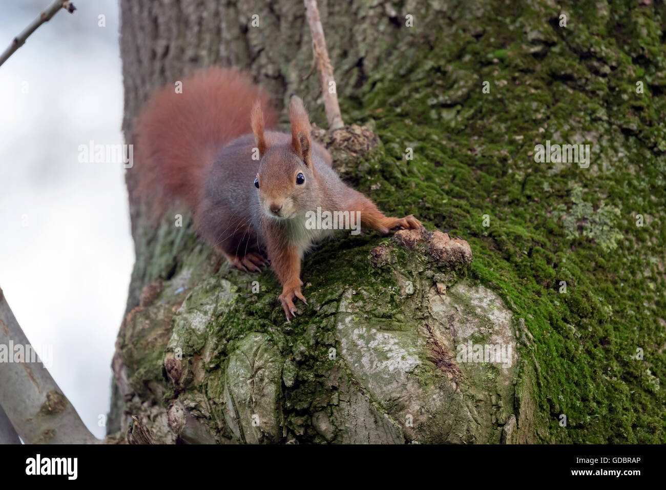 Red Squirrel, (Sciurus vulgaris), Germany, wildlife Stock Photo - Alamy