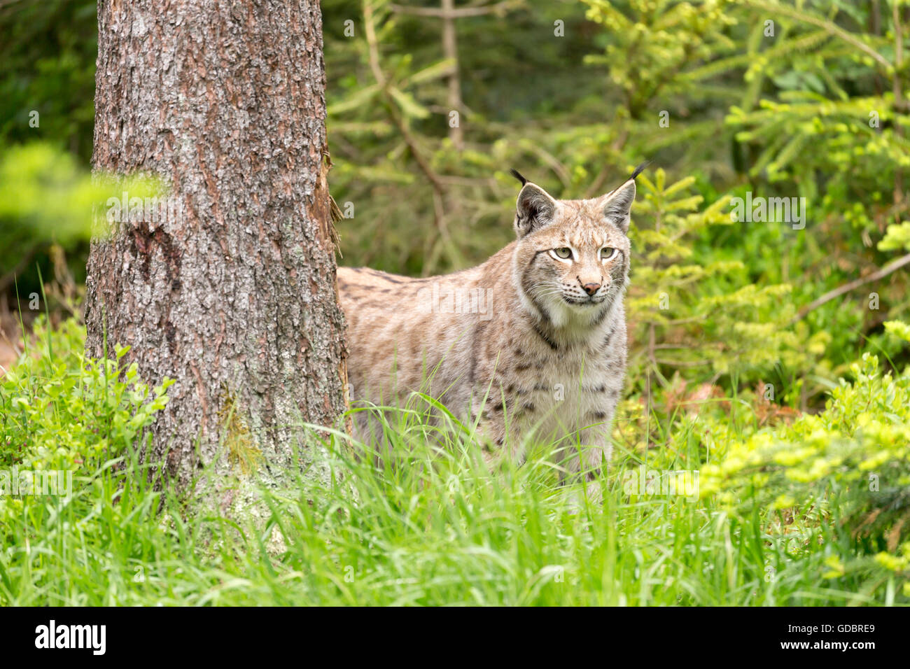 European Lynx, (Lynx lynx) captive, Germany Stock Photo - Alamy