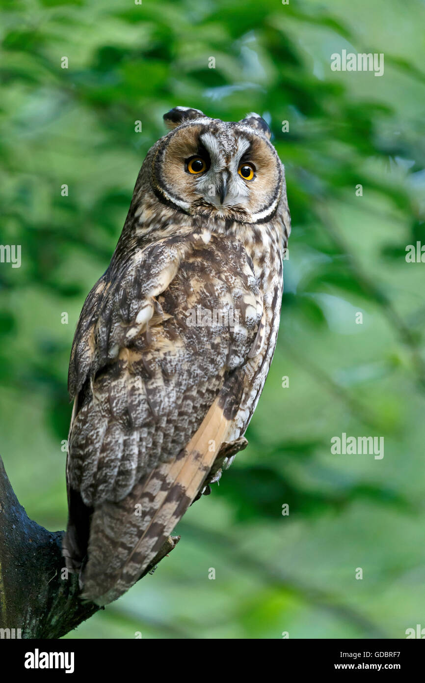 (northern) long-eared owl, (Asio otus), captive, Germany Stock Photo ...