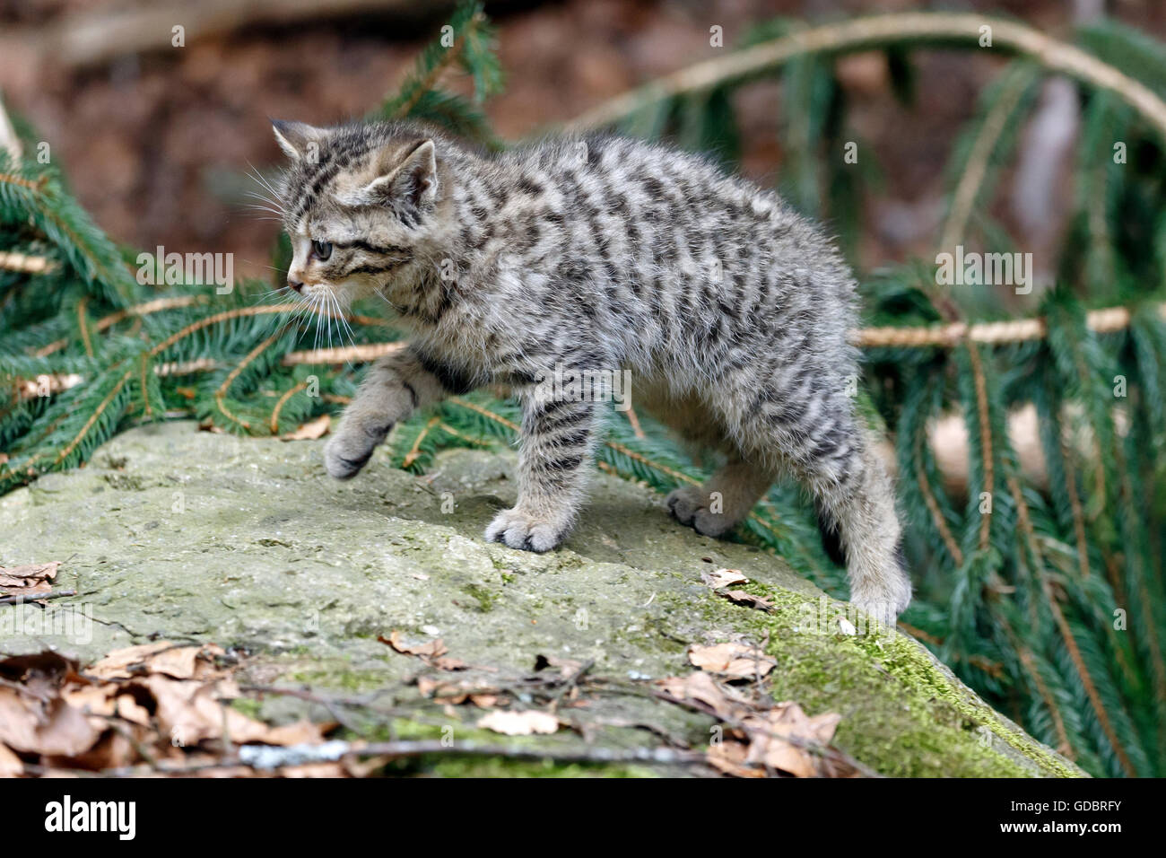 Common Wild Cat, (Felis silvestris), kitten, captive, Nationalpark ...