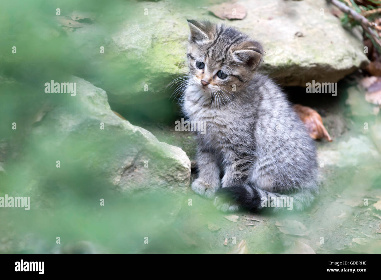 Common Wild Cat, (Felis silvestris), kitten, captive, Nationalpark ...