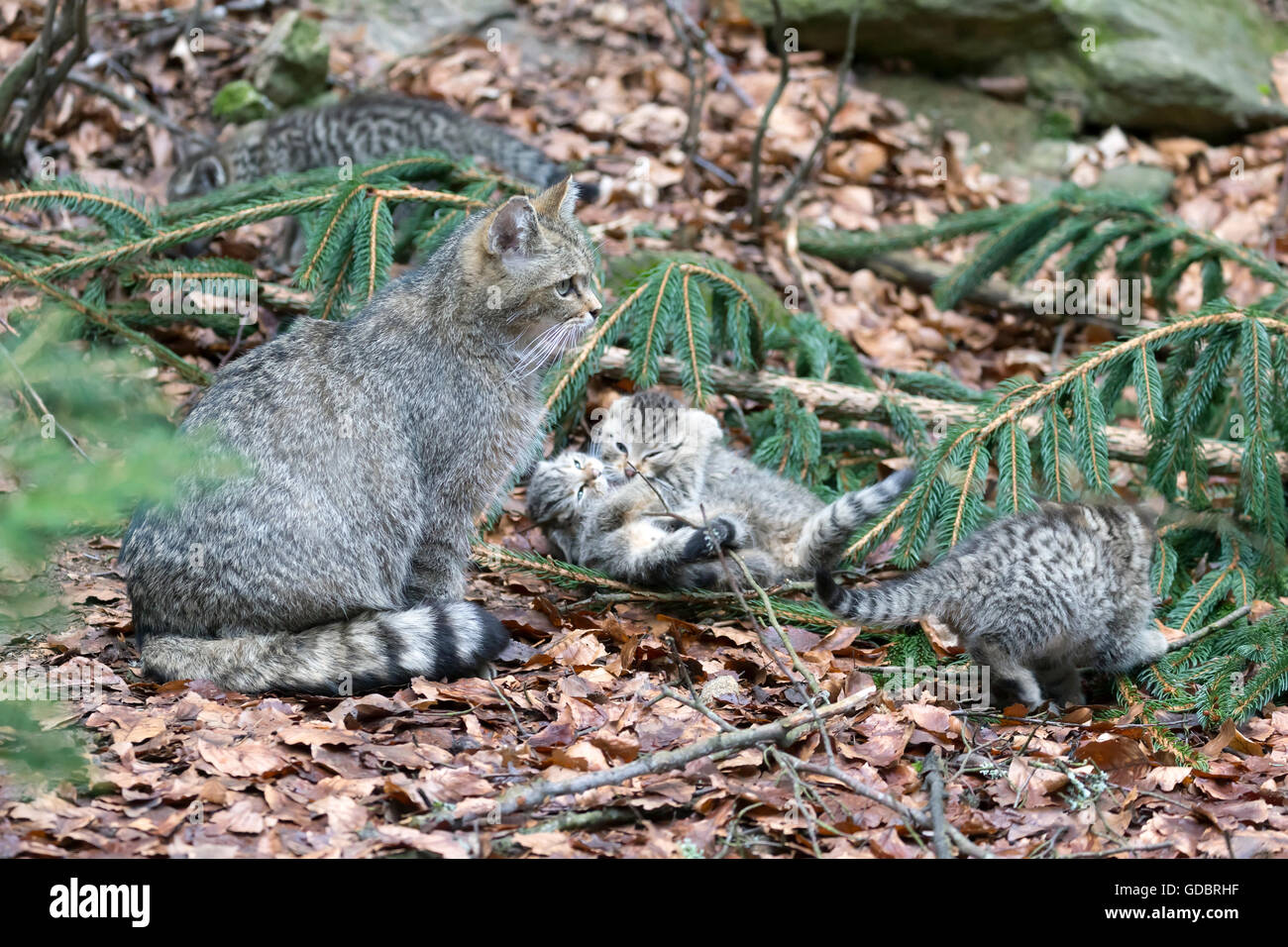 Common Wild Cat, (Felis silvestris), kitten, captive, Nationalpark ...
