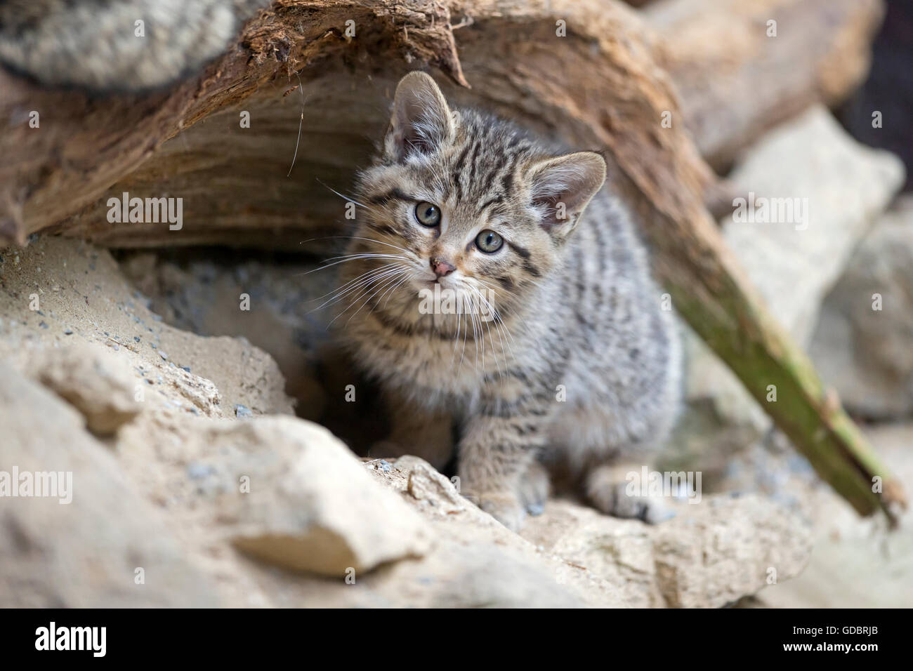 Common Wild Cat, (Felis silvestris), kitten, captive, Nationalpark ...