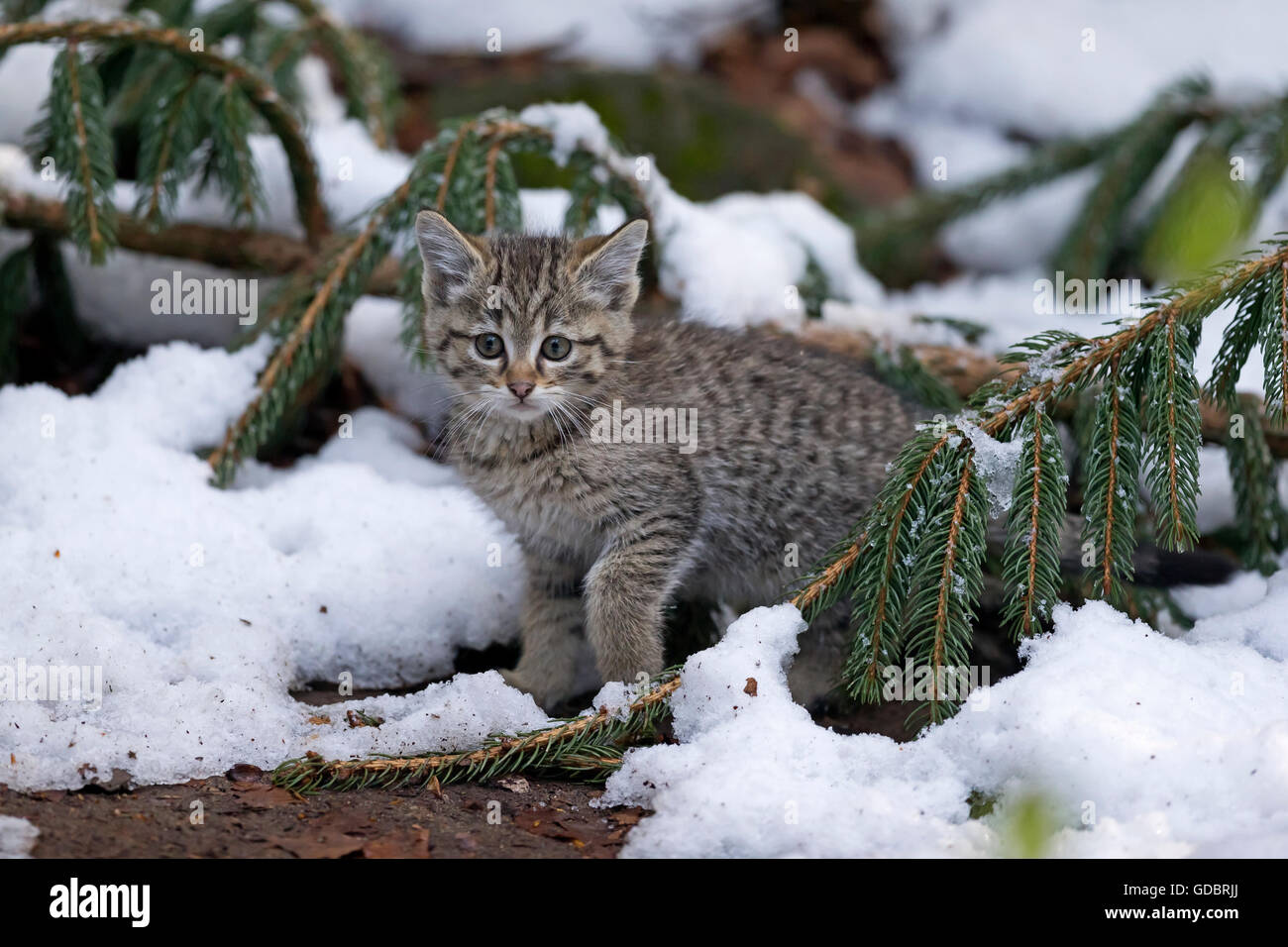 Common Wild Cat, (Felis silvestris), kitten, captive, Nationalpark ...