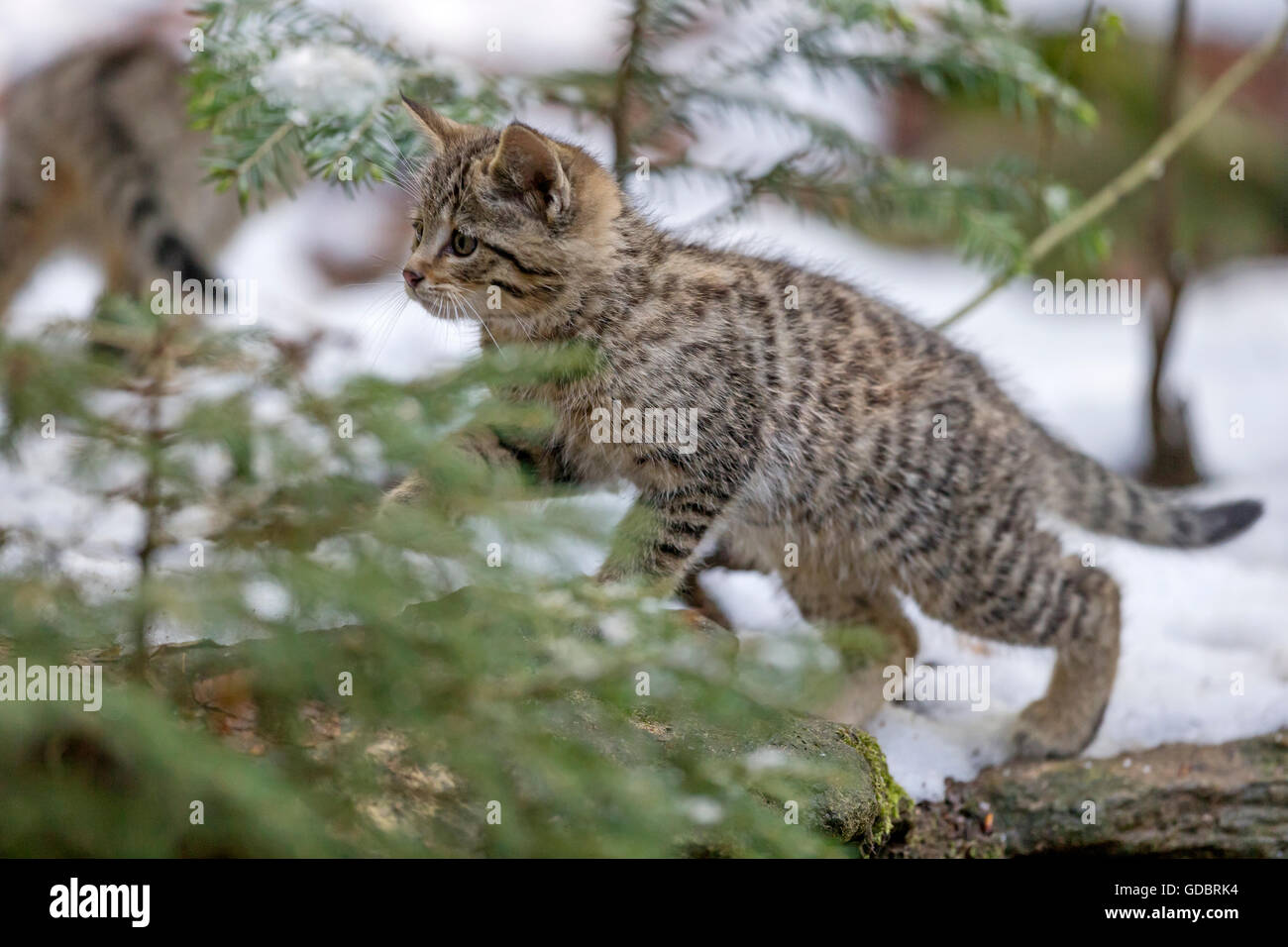 Common Wild Cat, (Felis silvestris), kitten, captive, Nationalpark ...