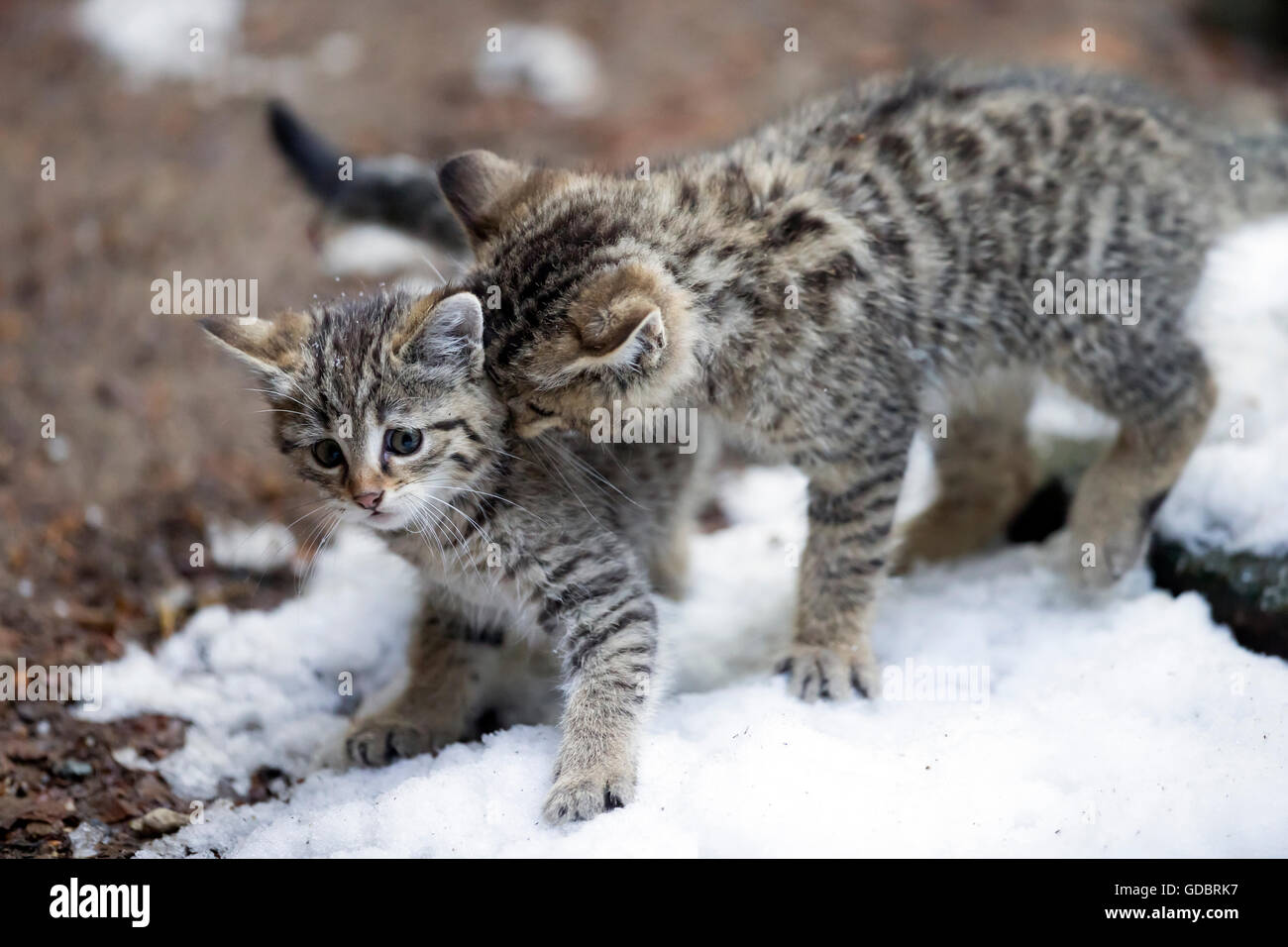 Common Wild Cat, (Felis silvestris), kitten, captive, Nationalpark ...