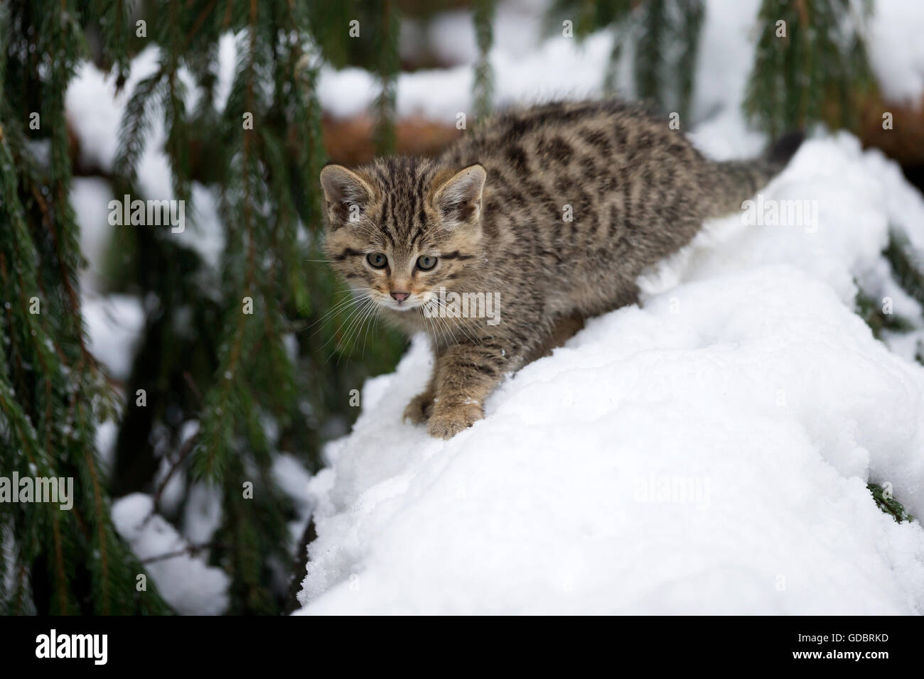 Common Wild Cat, (Felis silvestris), kitten, captive, Nationalpark ...