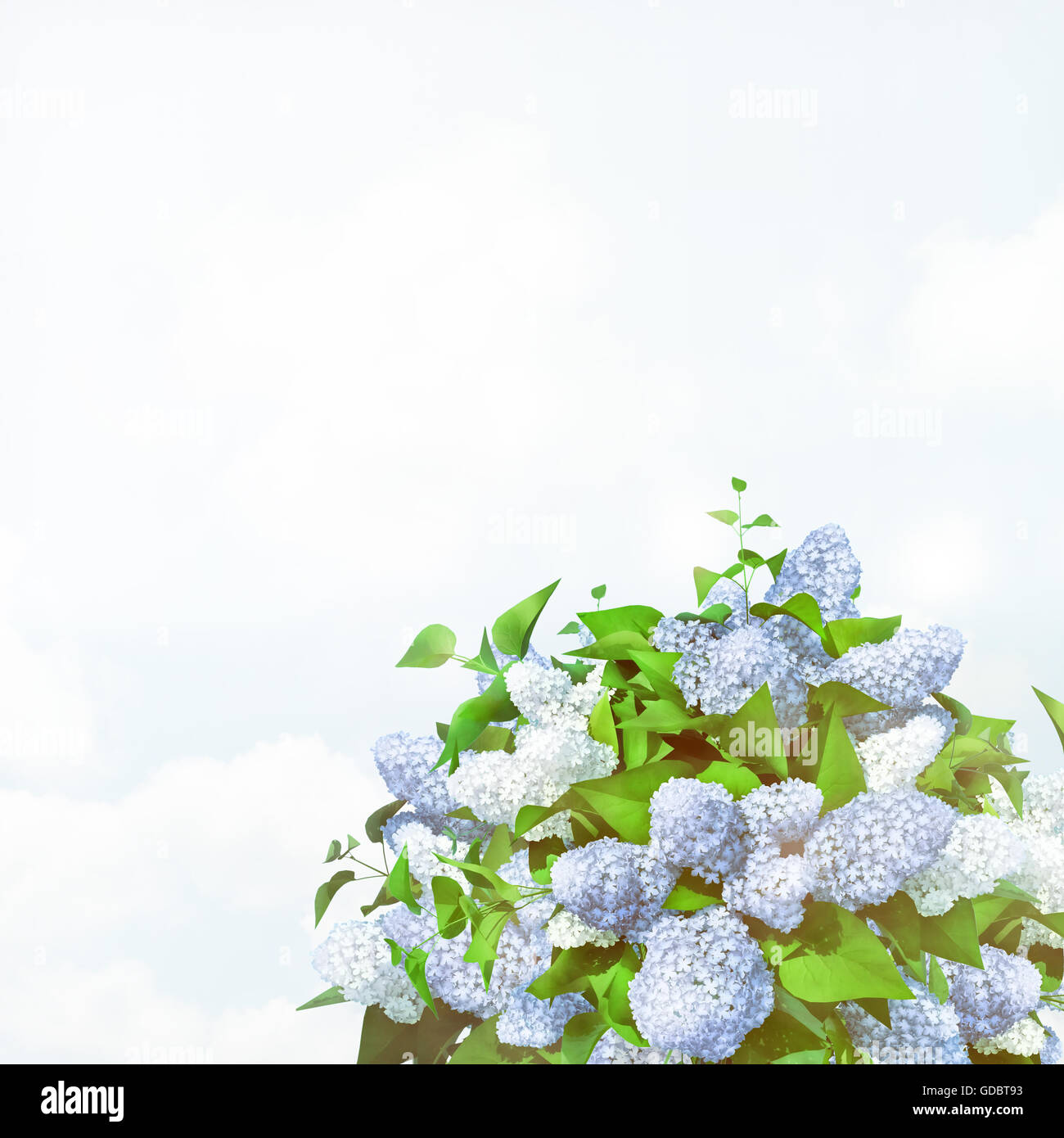 Blue lilac flowers hi-res stock photography and images - Alamy