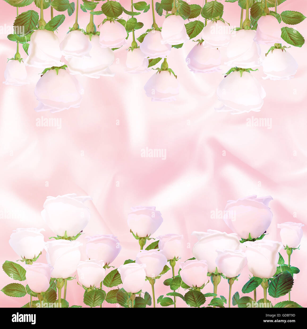 Roses pale pink hi-res stock photography and images - Alamy