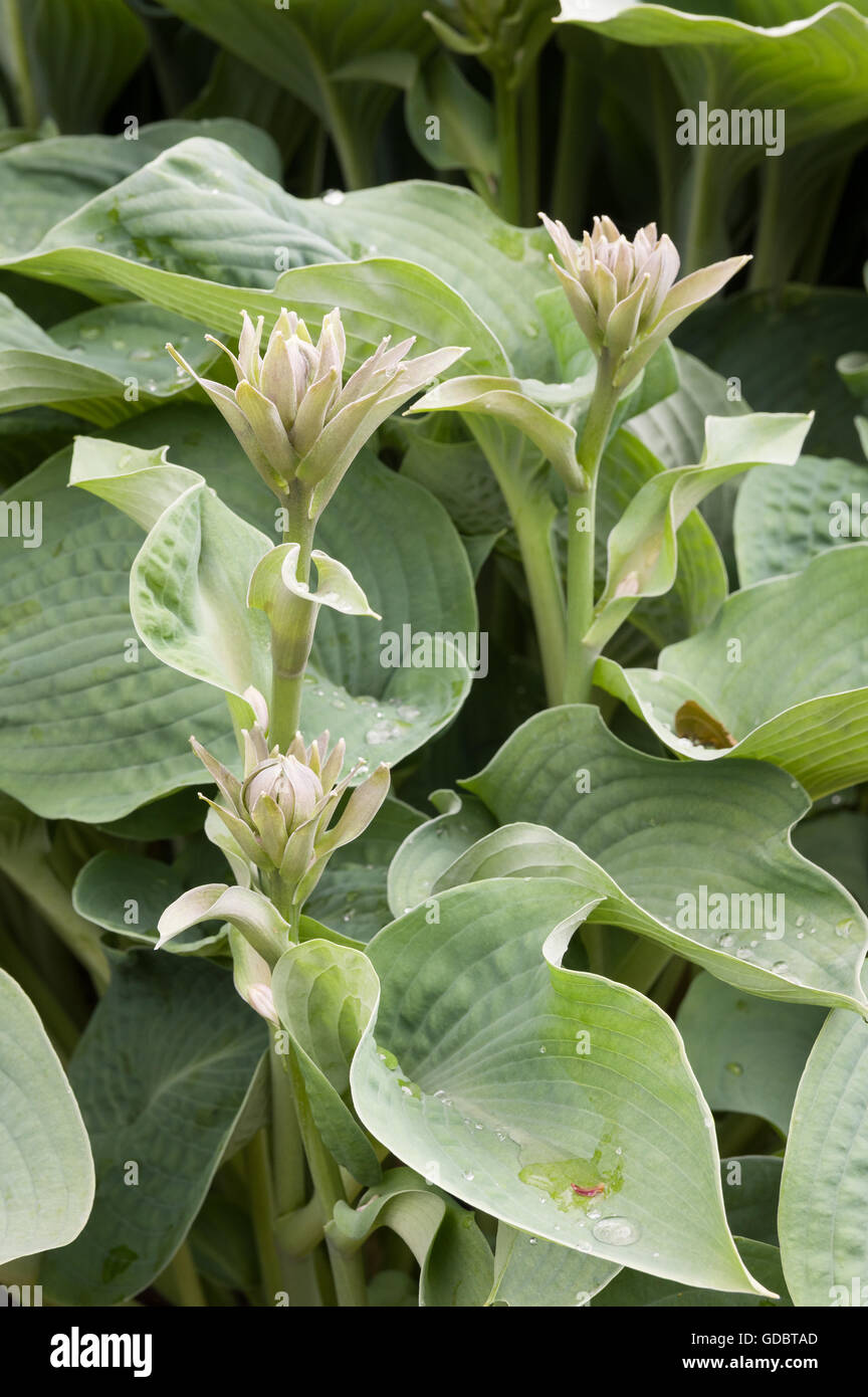Hosta is a genus of plants commonly known as hostas, plantain lilies ...