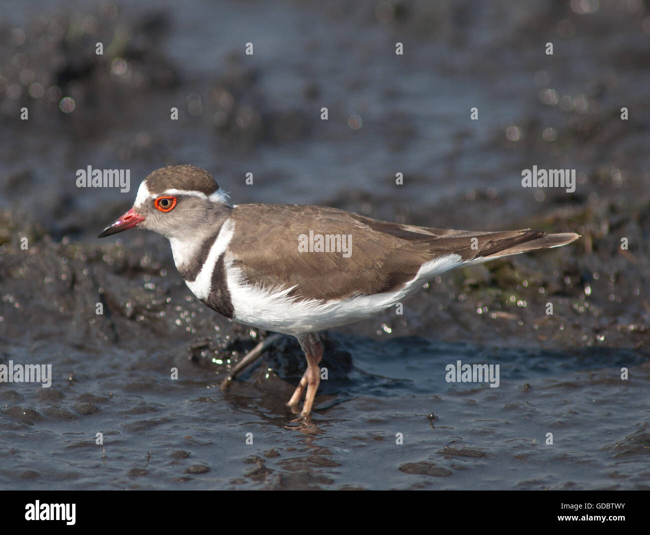 Three banded hi-res stock photography and images - Alamy