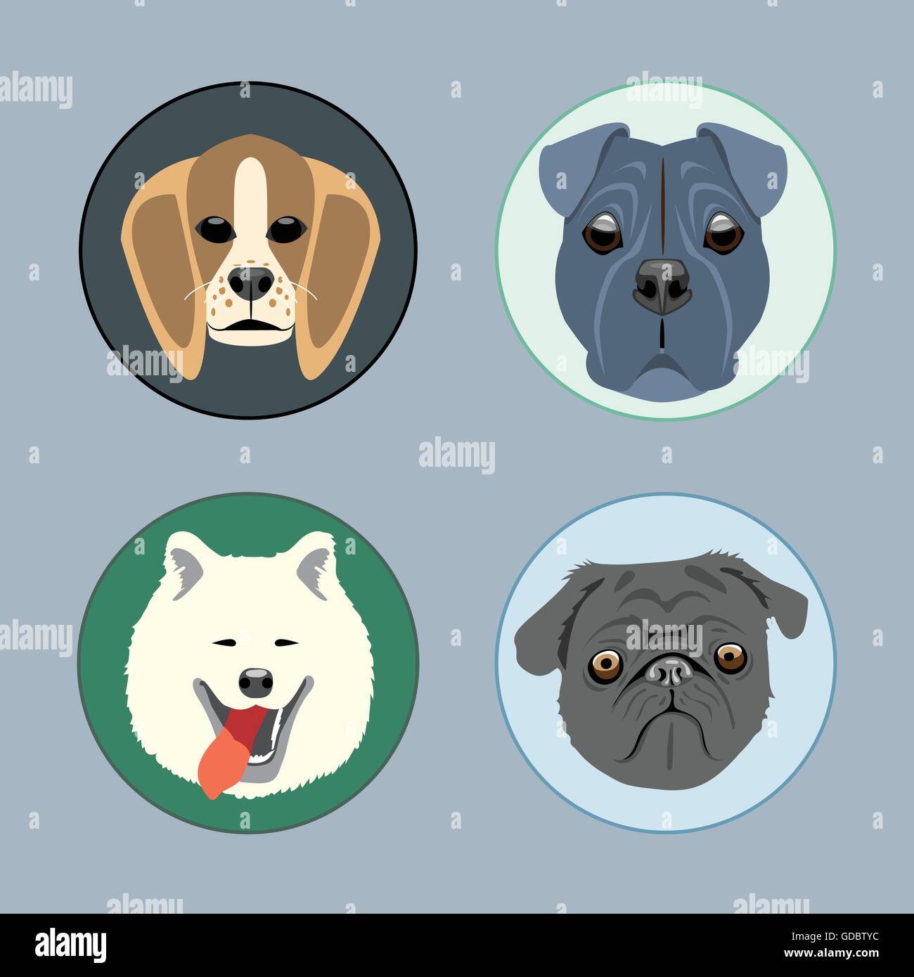 Taxa Dog